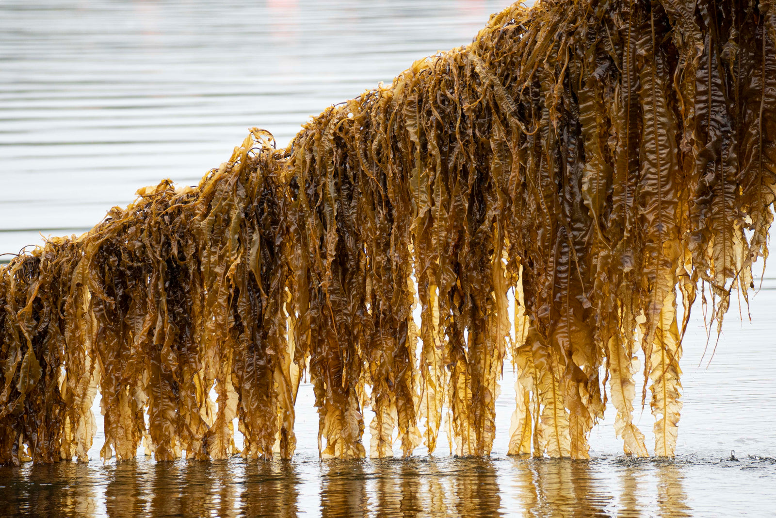 Algae Cooking Club – Barnacle Foods